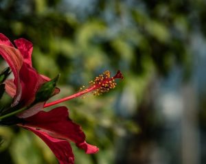 Download The Rainbow Passage PDF - Free Educational Resource